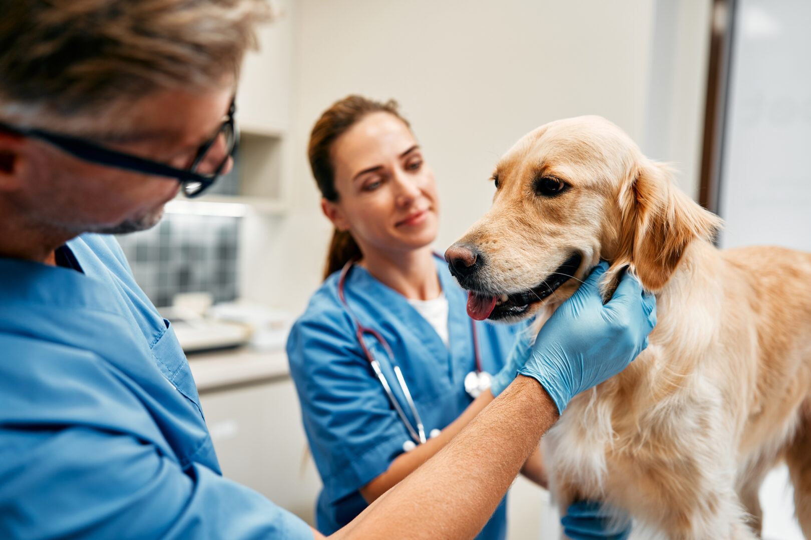Make Veterinary Care Affordable With Patient Financing